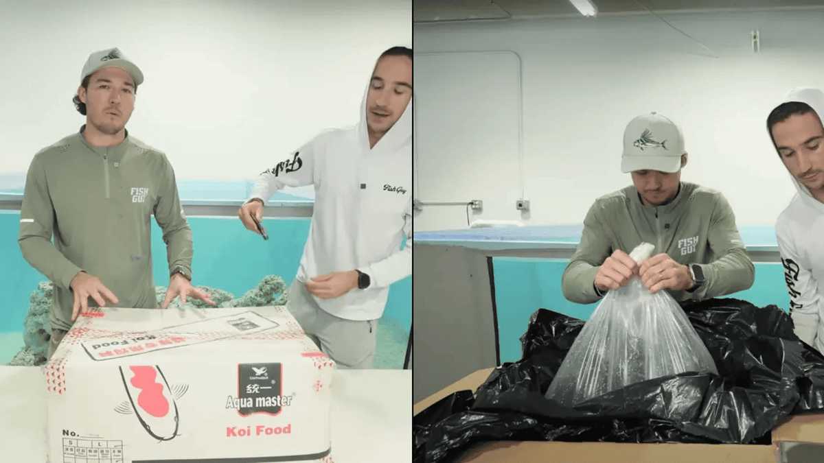 YouTubers buy 'scariest shark they've owned' from 'sketchy website' to ...