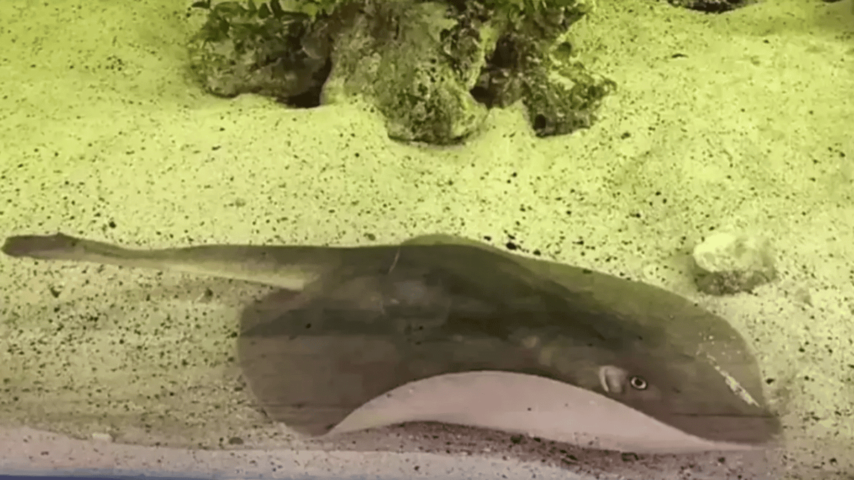 Tragic story of virgin stingray that ‘got pregnant in tank by herself’