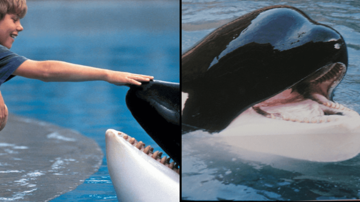 Heartbreaking story of what happened to Keiko the killer whale after ...
