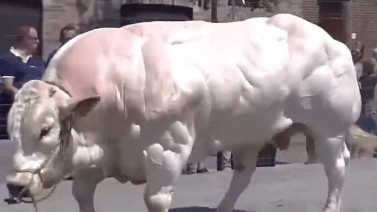 People stunned by video of 'hench' bulls born with unrestricted muscle ...