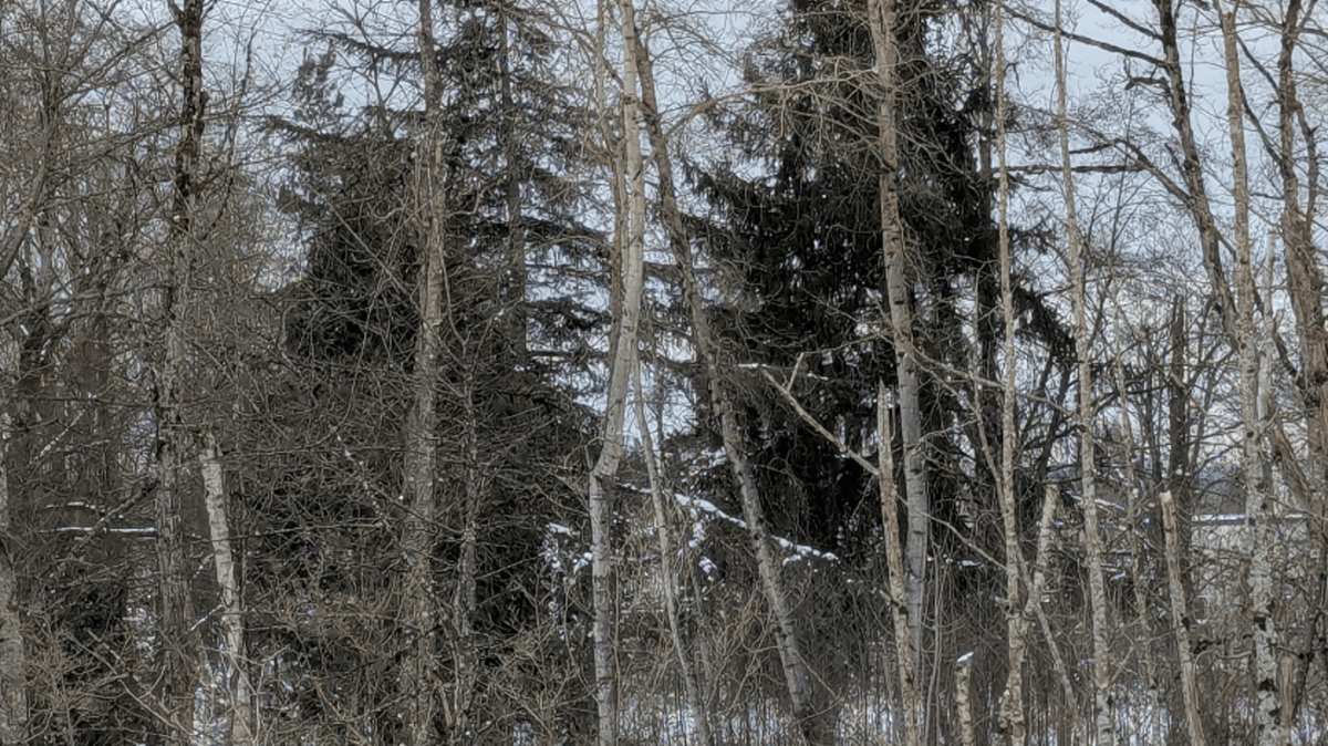You've got the 'eyes of a sniper' if you can spot the bird hiding in ...