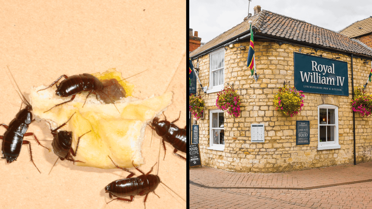 Chef releases 20 cockroaches into restaurant kitchen after fight over ...