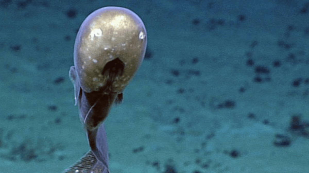 Mysterious deep sea creature with no facial features was discovered for ...