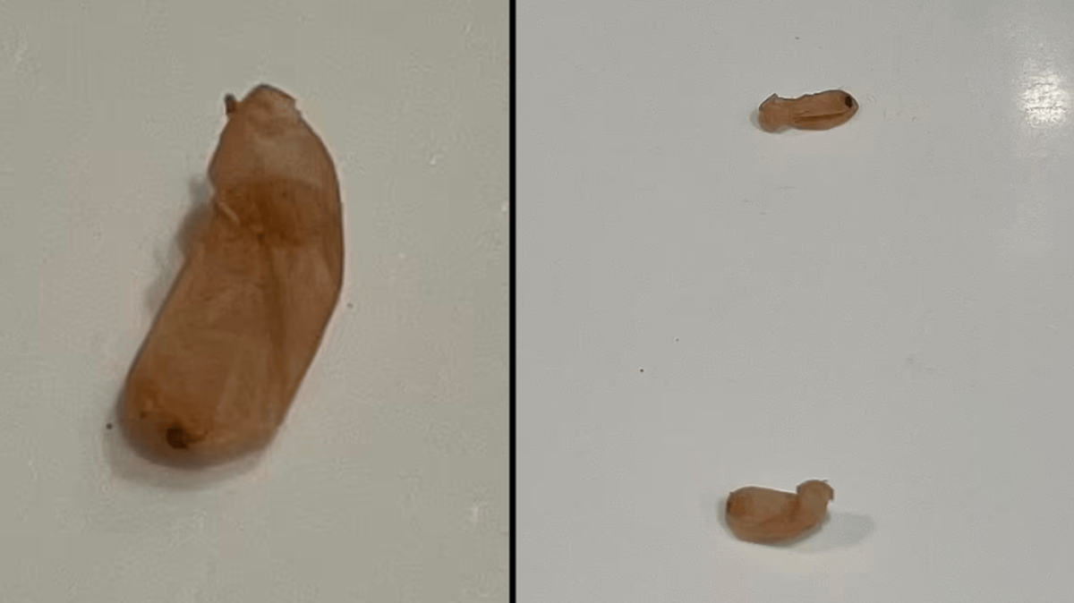 Disturbing theory after woman finds confusing ‘beans’ in bathroom