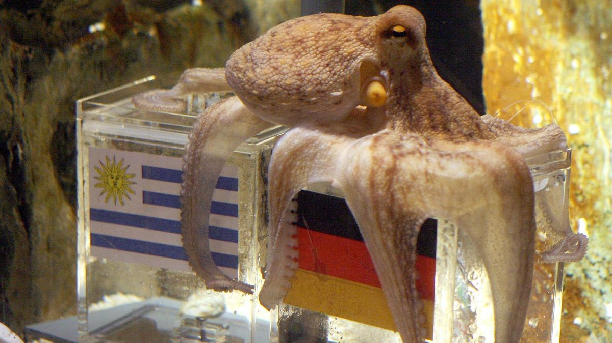 Paul the Octopus' incredible World Cup predictions saw two countries ...