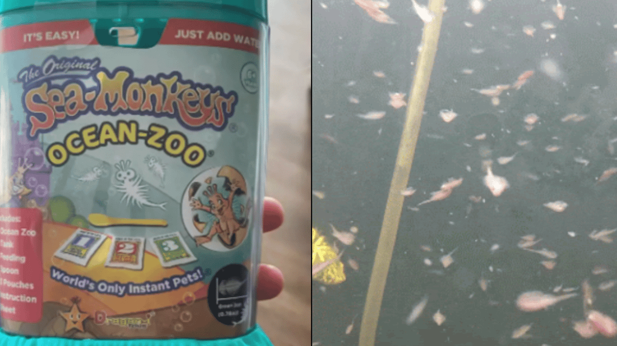 Man who created the world's largest Sea Monkey colony explains how he ...