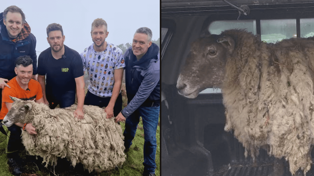 Britain’s ‘loneliest sheep’ left stranded on a rock for two years is ...