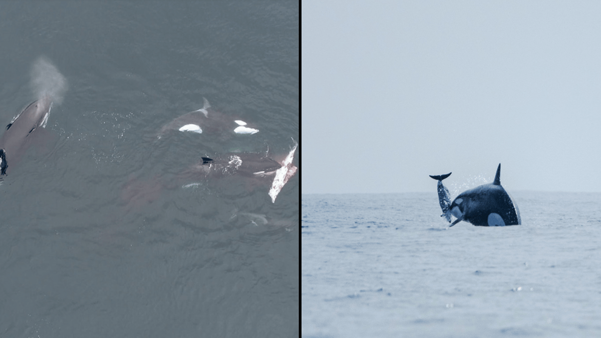 New footage shows terrifying reality of the sea as killer whales hunt ...