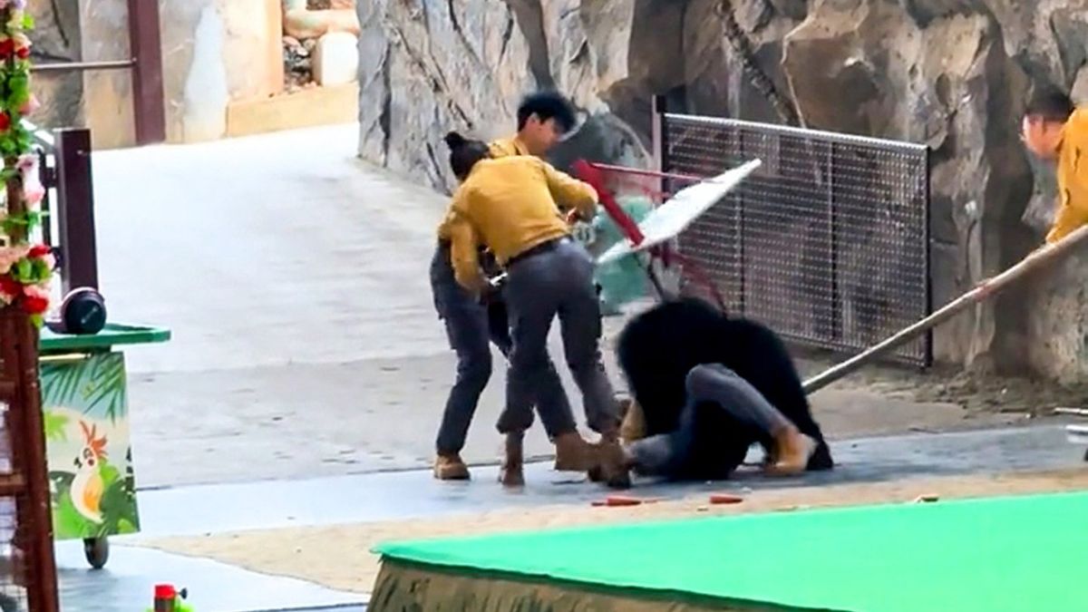 Bear attacks trainer in front of horrified onlookers after it's forced ...