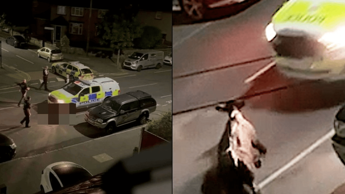 Major update on escaped cow rammed into twice by police car in footage ...