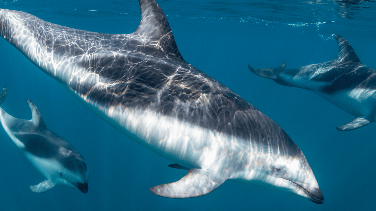 Horrific tale of only human to be killed by dolphin as urgent UK ...