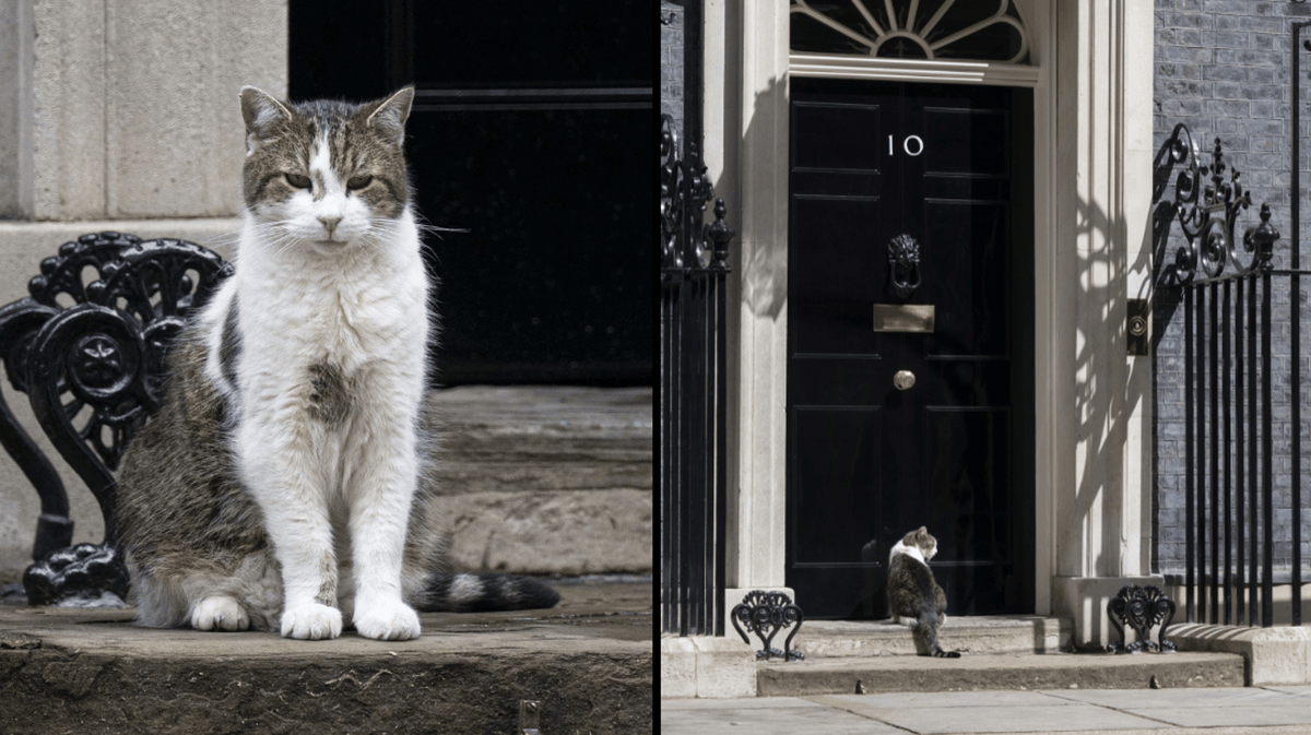 What happens to Larry the Cat at 10 Downing Street after the general ...