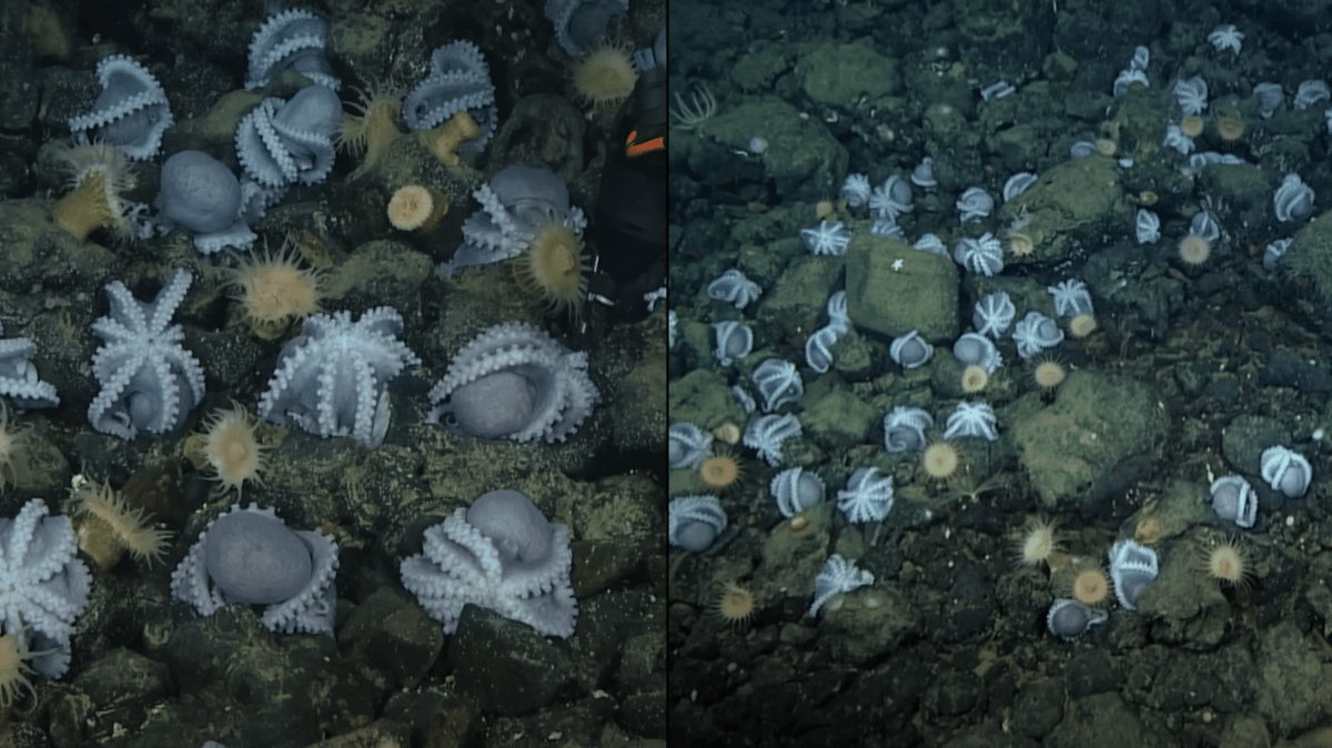 Scientist solve mystery of why thousands of octopuses gather at ...