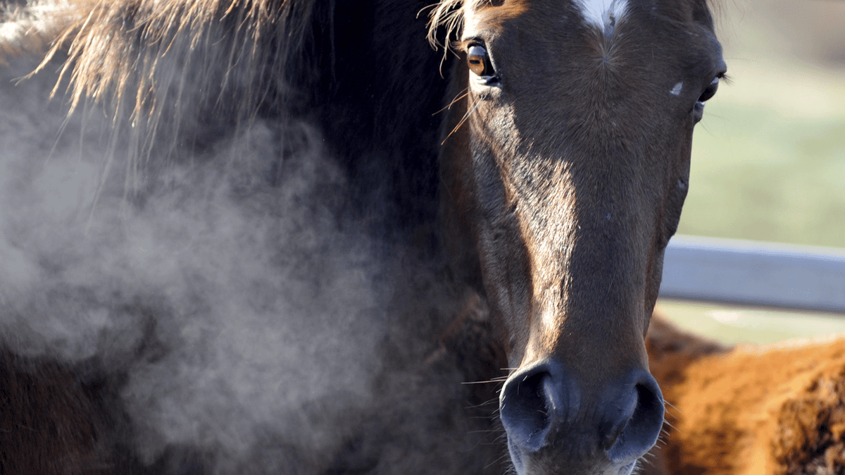 Barbaric culling of up to 13,000 wild horses will start in Australia ...