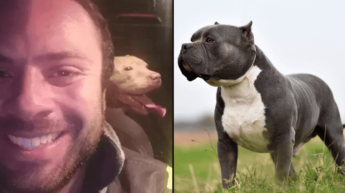 Major heartbreak for man who drove 200 miles through night to rehome XL ...