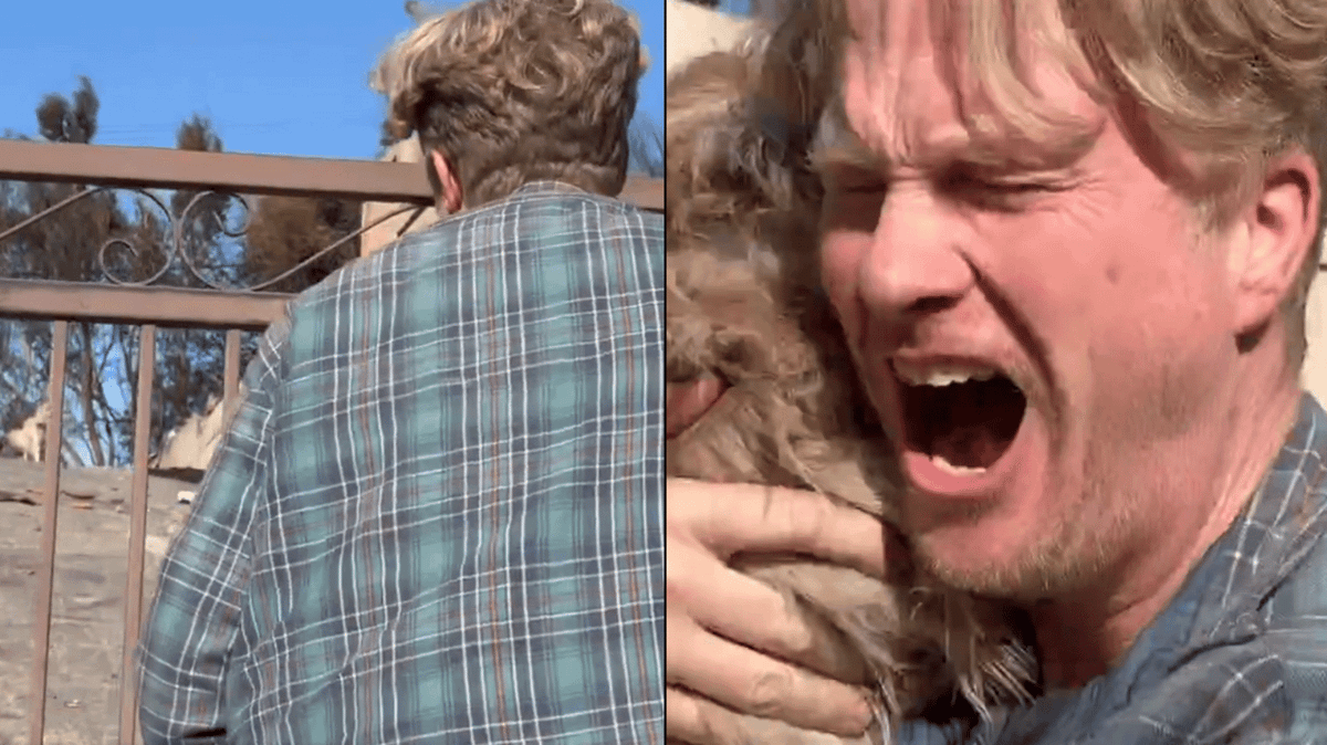 Pet owner returns to his home after LA wildfires and is left in tears ...