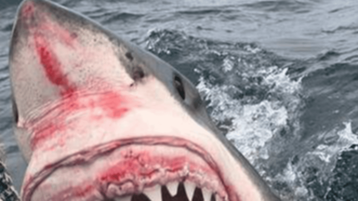 Insane moment a huge great white shark attacks a fishing boat in rare ...