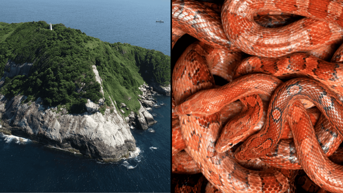 How Snake Island where no human is allowed to visit became infested ...